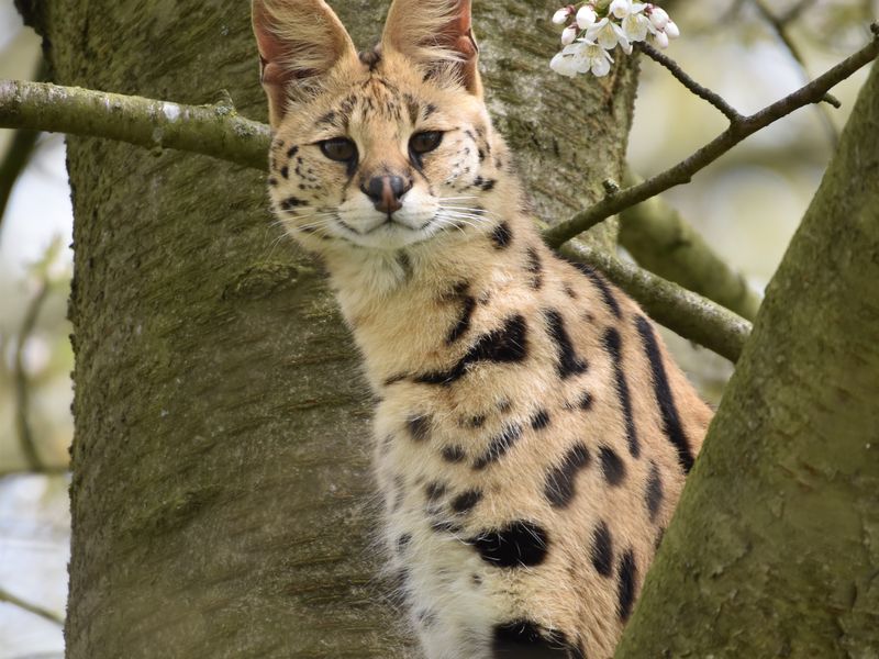 Serval Cat in a Tree | Smithsonian Photo Contest | Smithsonian Magazine