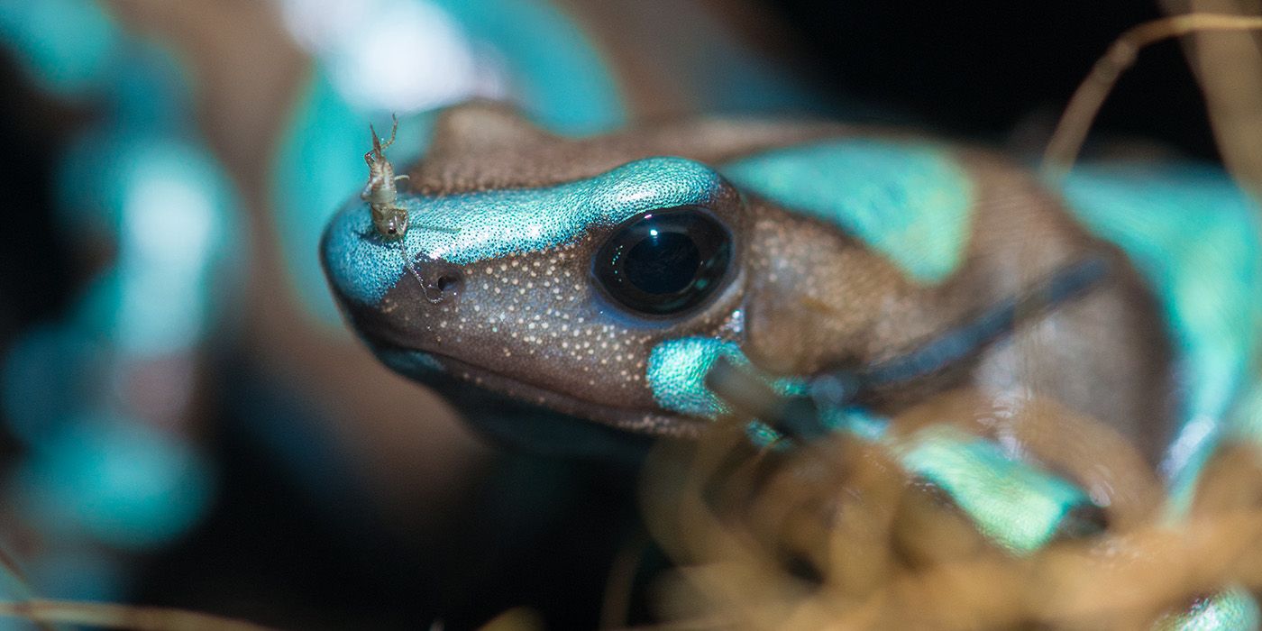 Body by Bugs: Feeding the Zoo's Insect-Eating Animals | Smithsonian ...