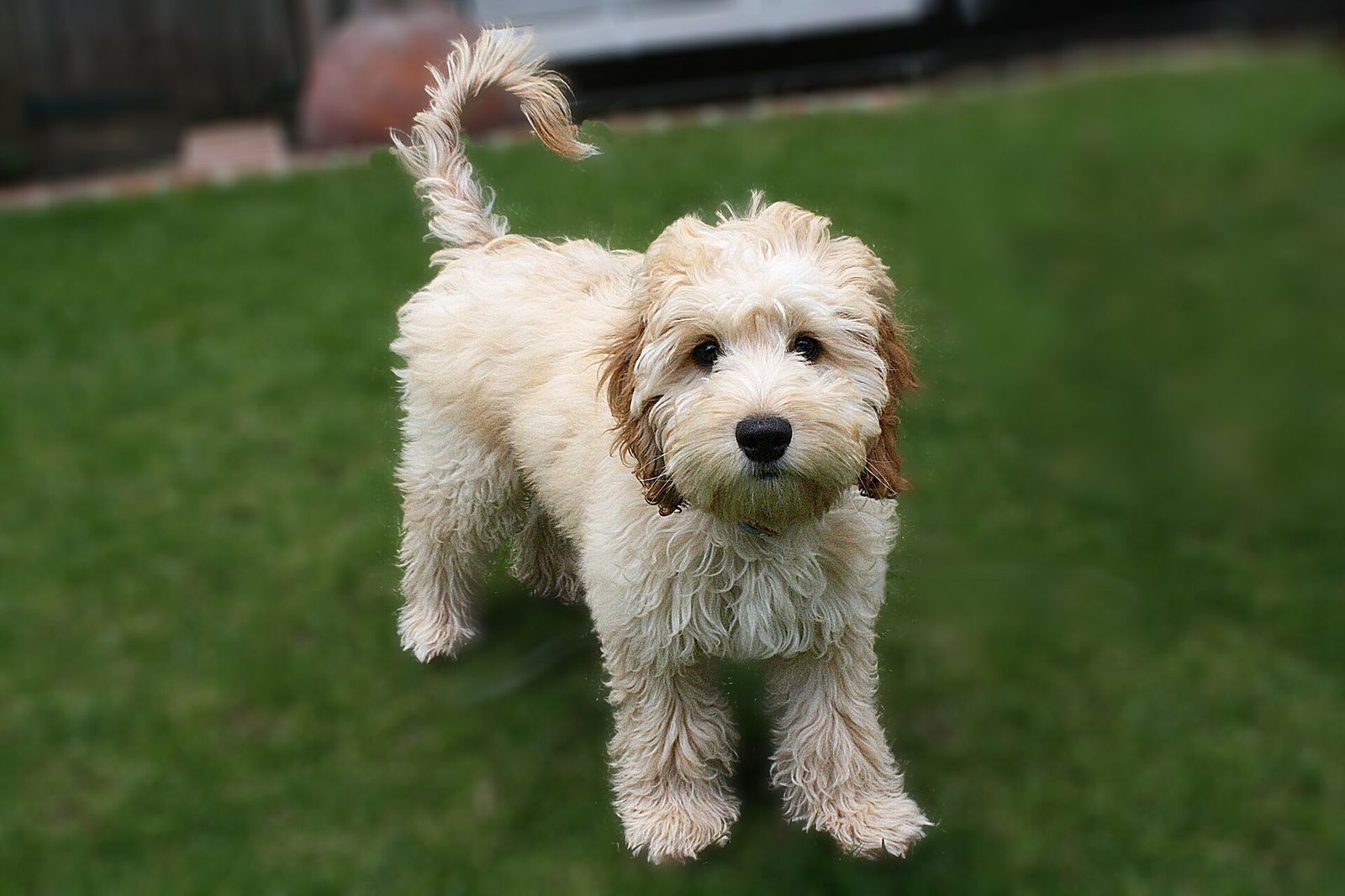 Contrary to Popular Belief, Some Doodle Crossbred Dogs May Have More ...