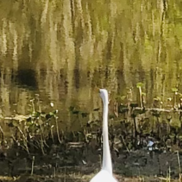 An Egret and One Moment in Time | Smithsonian Photo Contest ...