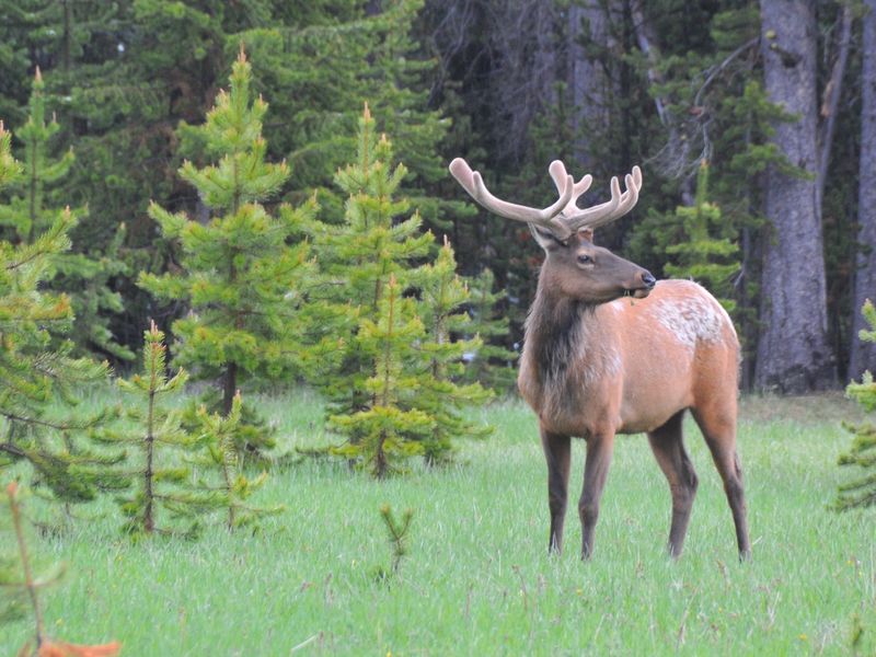 Yellowstone Wildlife | Smithsonian Photo Contest | Smithsonian Magazine