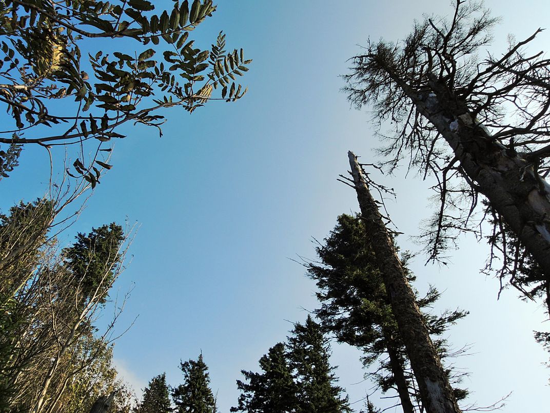 Trees | Smithsonian Photo Contest | Smithsonian Magazine