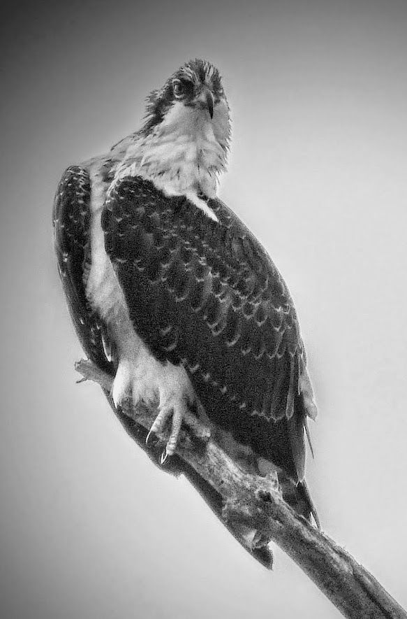 Adult Osprey at Salamonie Lake, Indiana | Smithsonian Photo Contest ...