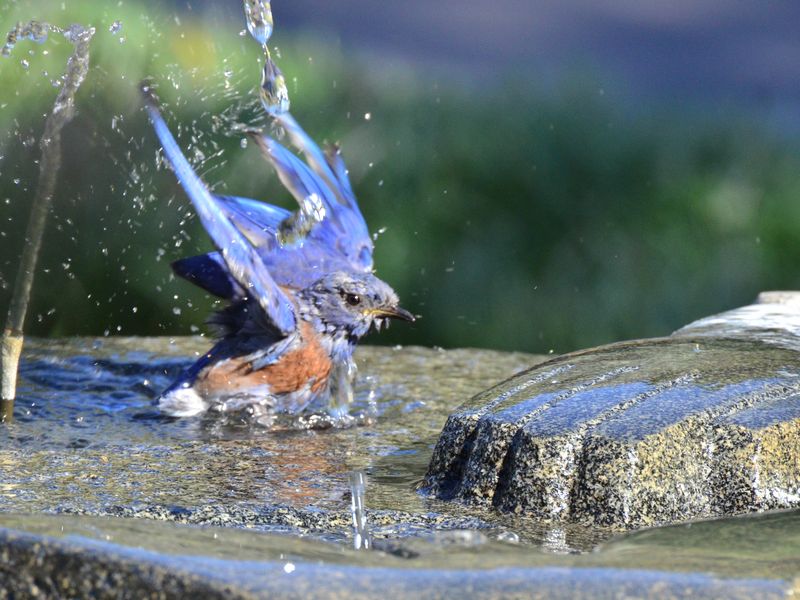 Cedrick the Robin Bathing in the Fountain | Smithsonian Photo Contest ...