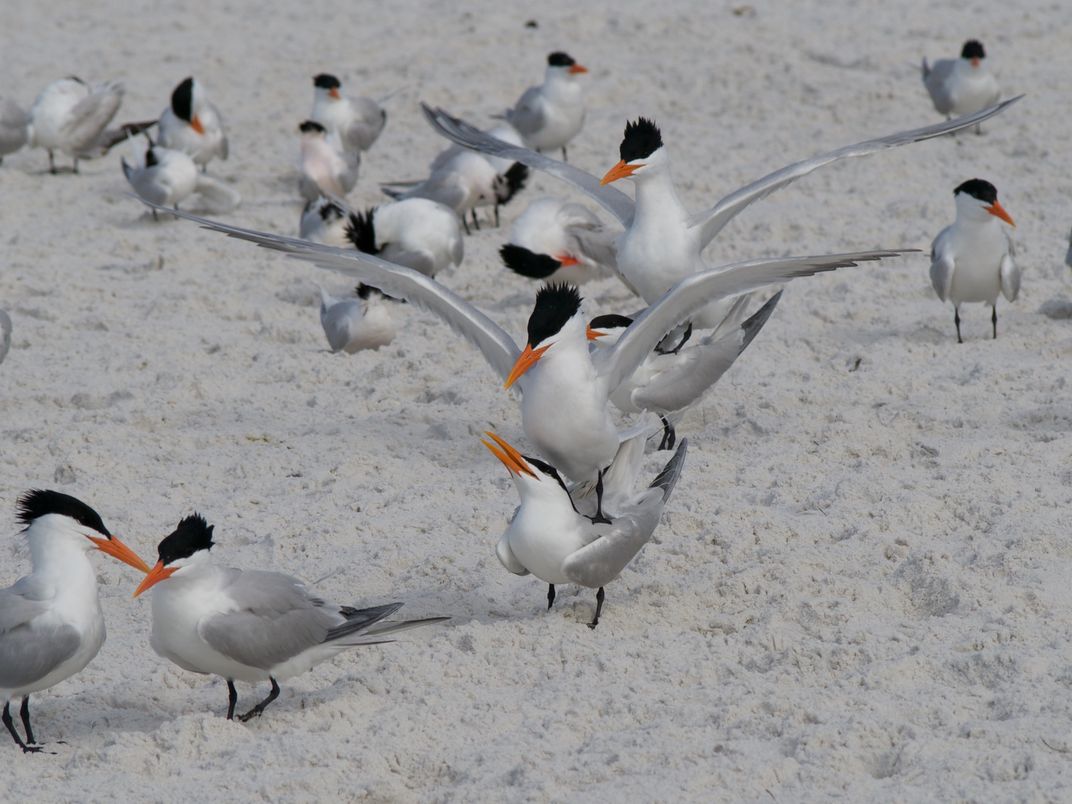 Bird Acrobats | Smithsonian Photo Contest | Smithsonian Magazine