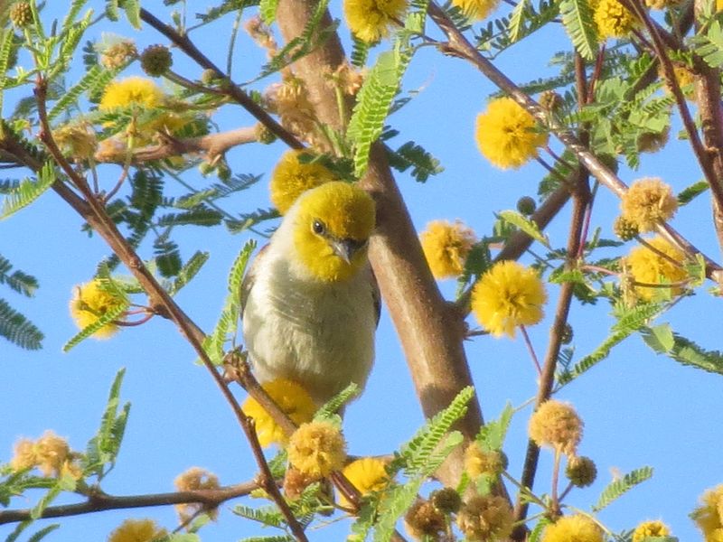 Yellow puff balls | Smithsonian Photo Contest | Smithsonian Magazine