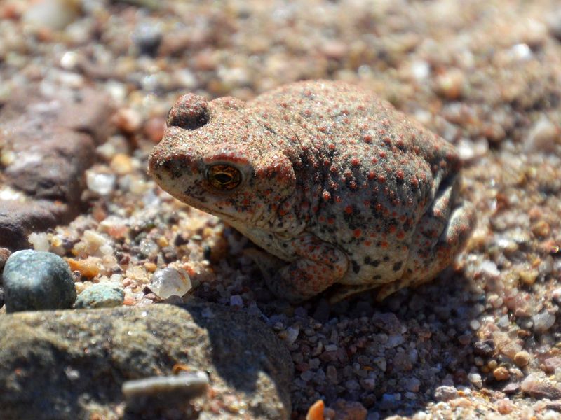 An Arizona red-spotted toad. | Smithsonian Photo Contest | Smithsonian ...