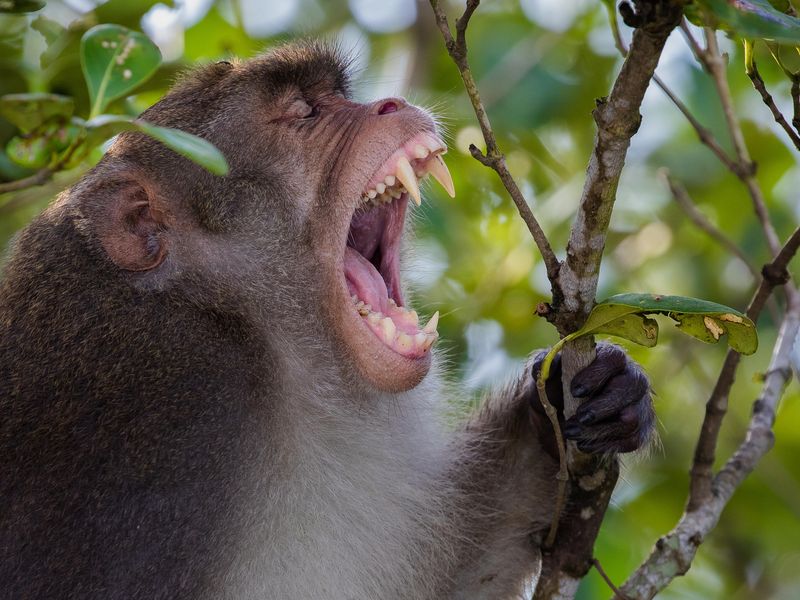 Yawning Macaque | Smithsonian Photo Contest | Smithsonian Magazine