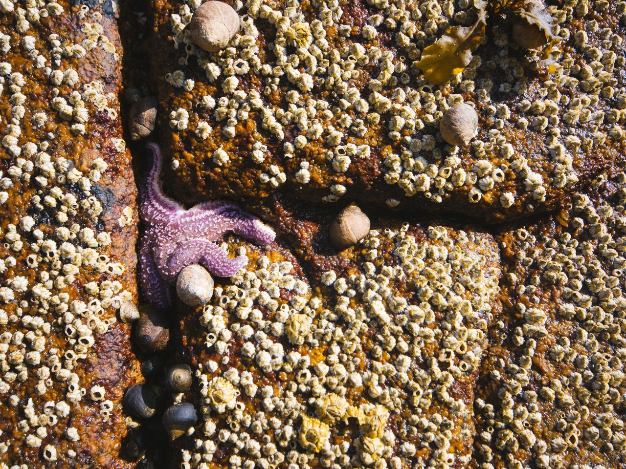 intertidal zone animals