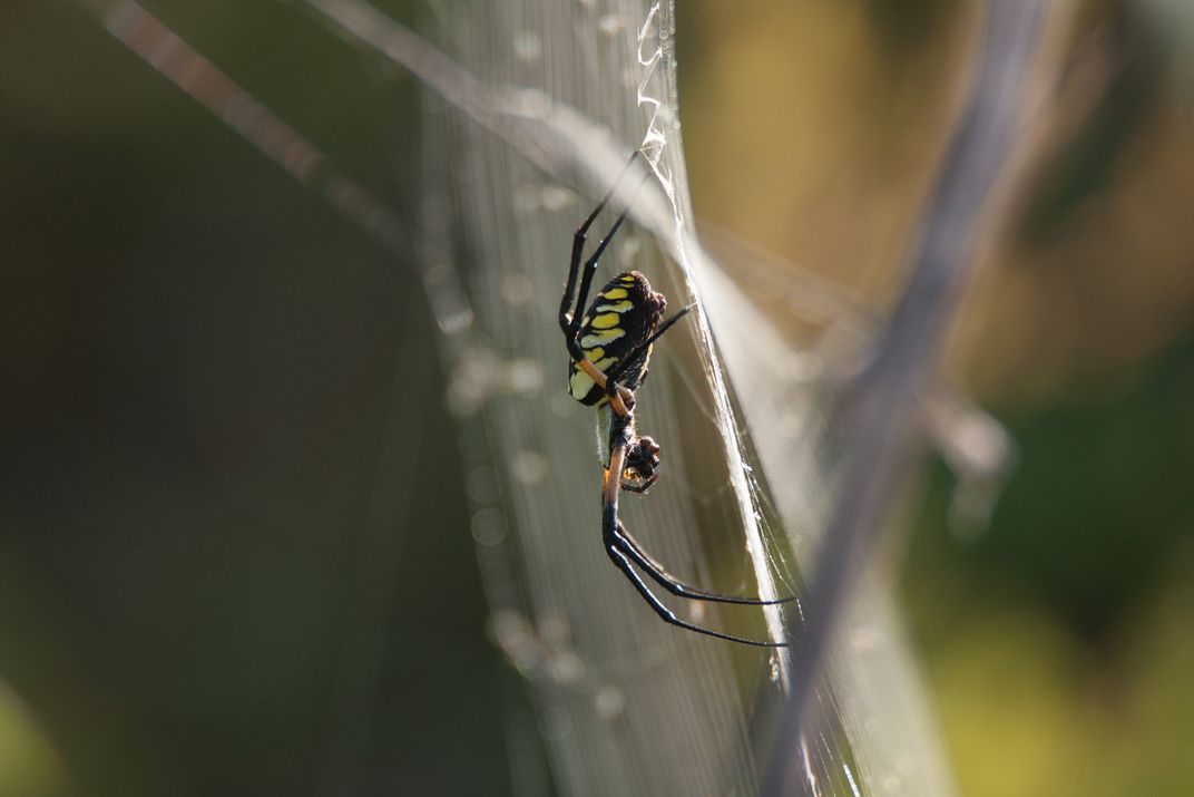 Writing Spider | Smithsonian Photo Contest | Smithsonian Magazine