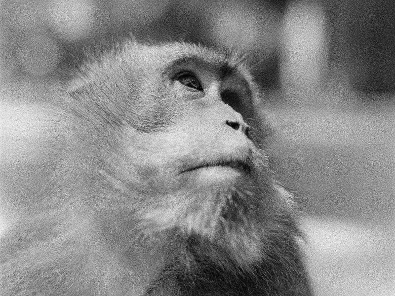 Macaca fascicularis | Smithsonian Photo Contest | Smithsonian Magazine