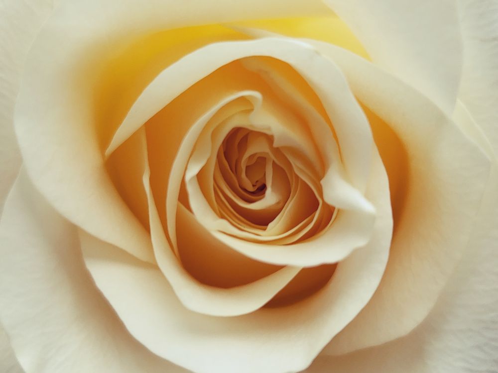 Golden glow rose | Smithsonian Photo Contest | Smithsonian Magazine
