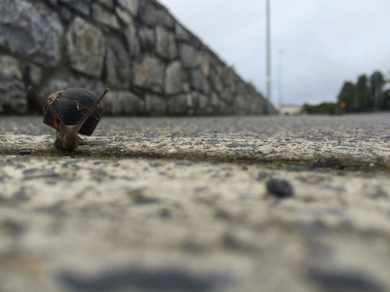 Snail's Eye View | Smithsonian Photo Contest | Smithsonian Magazine