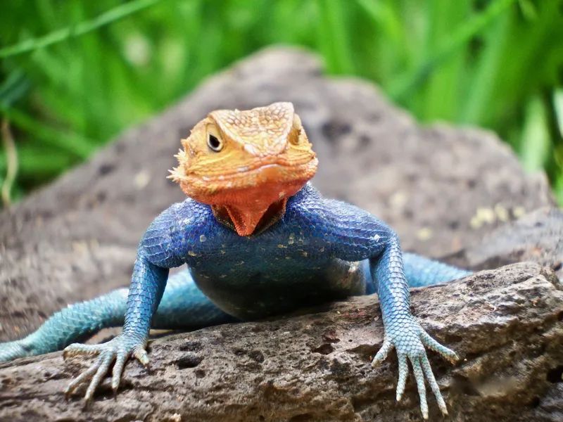 Super Hero Lizard | Smithsonian Photo Contest | Smithsonian Magazine