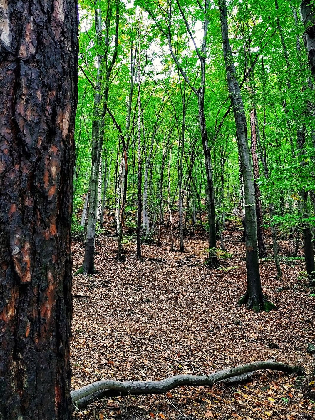 A Mysterious Forest Smithsonian Photo Contest Smithsonian Magazine