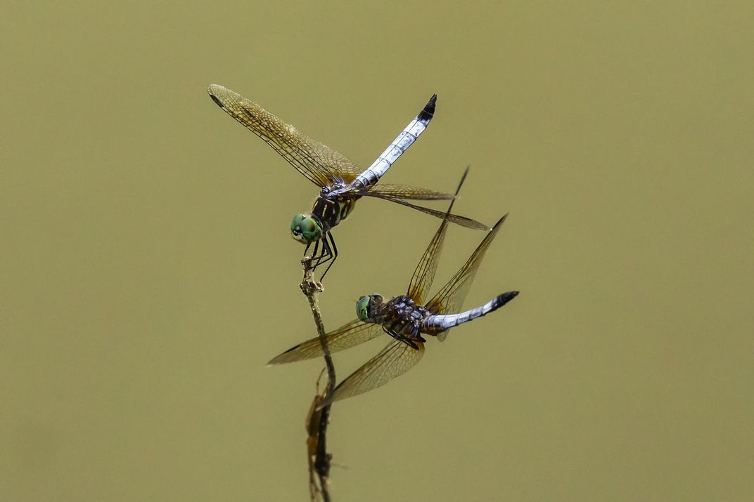 Dragonflies at rest and in flight | Smithsonian Photo Contest ...