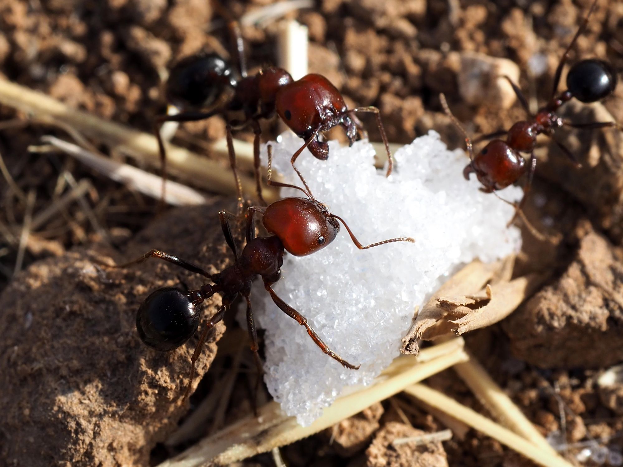 Addict Ants Show That Insects Can Get Hooked on Drugs, Too