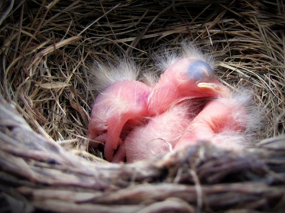 robin babies hatching