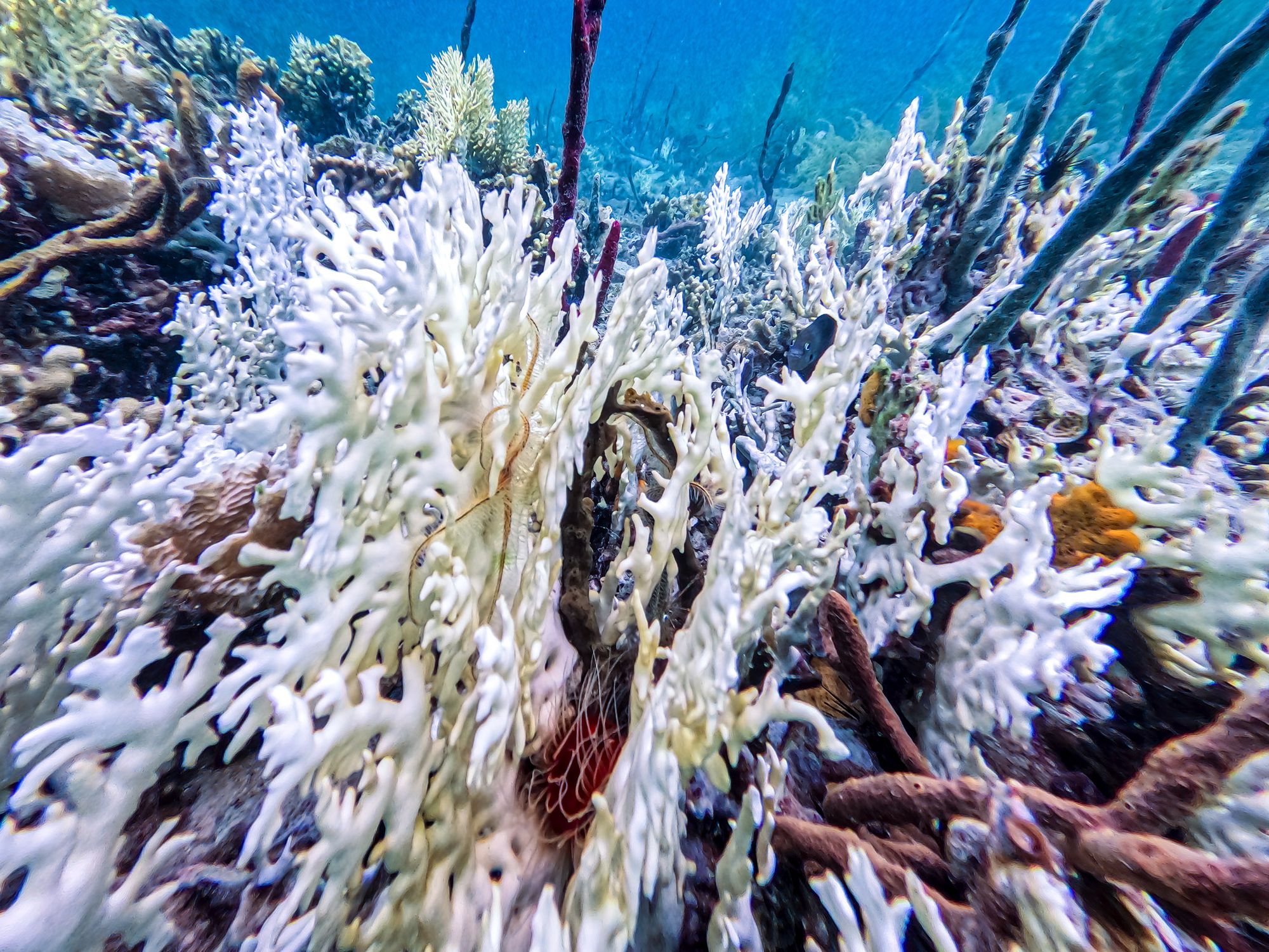 Why Are There Suddenly So Many Bleached Corals Along the Caribbean ...
