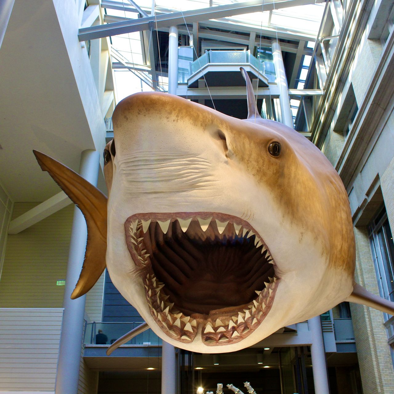 cladoselache predators