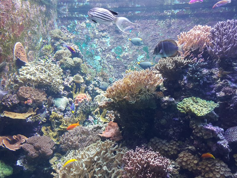 Underwater flora and fauna | Smithsonian Photo Contest | Smithsonian ...