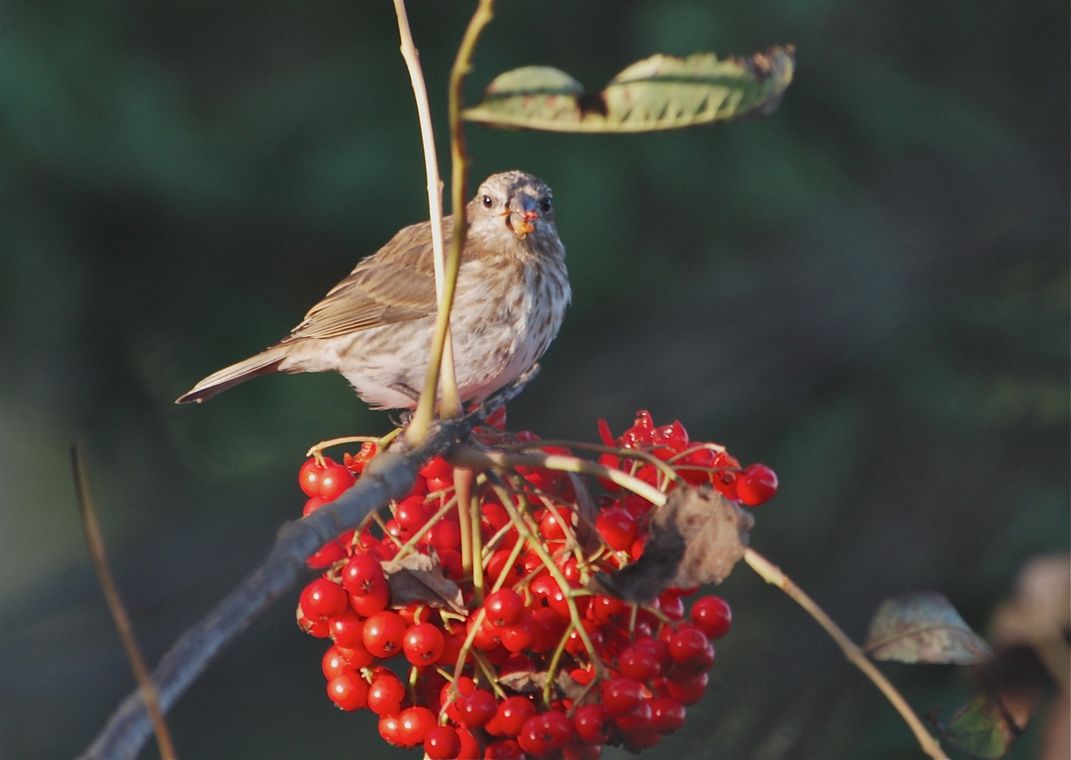 Finch enjoying some Mountain Ash berries. | Smithsonian Photo Contest ...