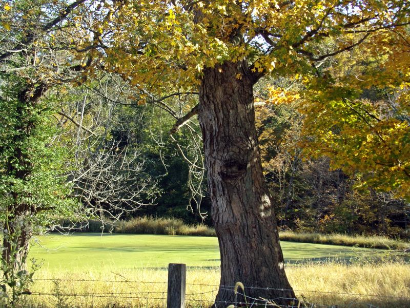 The Seeing Eye Tree | Smithsonian Photo Contest | Smithsonian Magazine