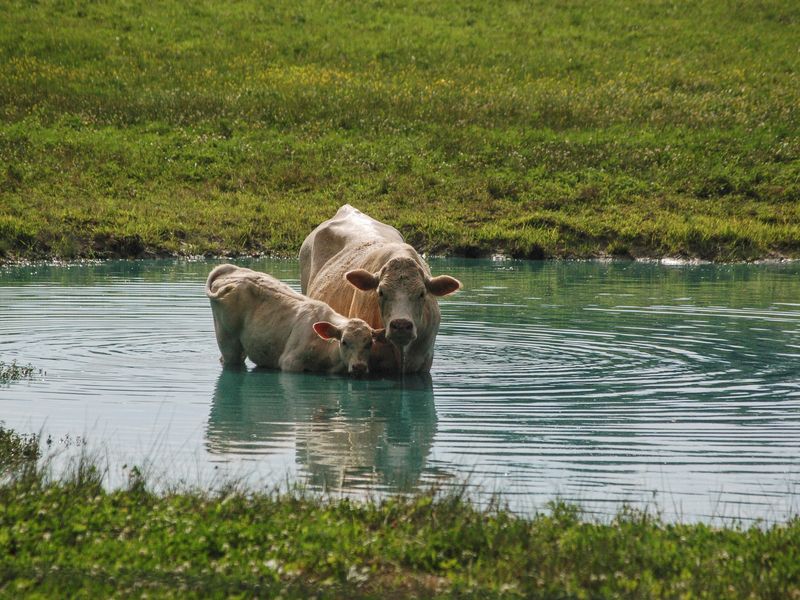 cow & calf at the watering hole | Smithsonian Photo Contest ...