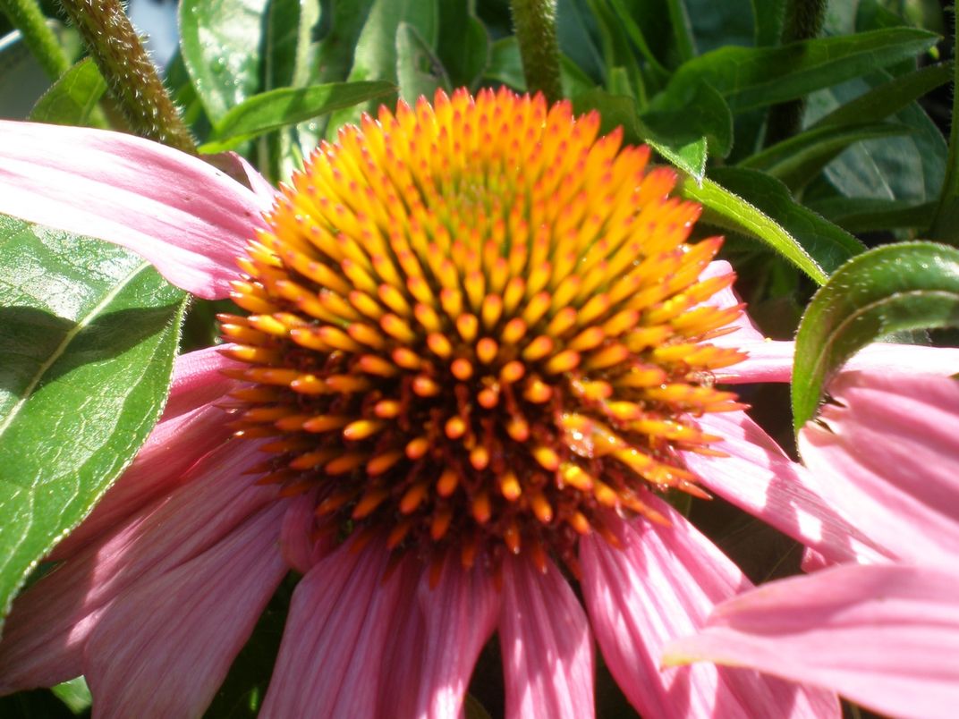 spring time at a nursery | Smithsonian Photo Contest | Smithsonian Magazine