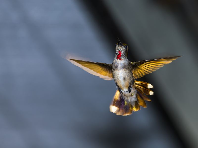 Backlit wings of gold on a ruby-throat hummingbird | Smithsonian Photo ...