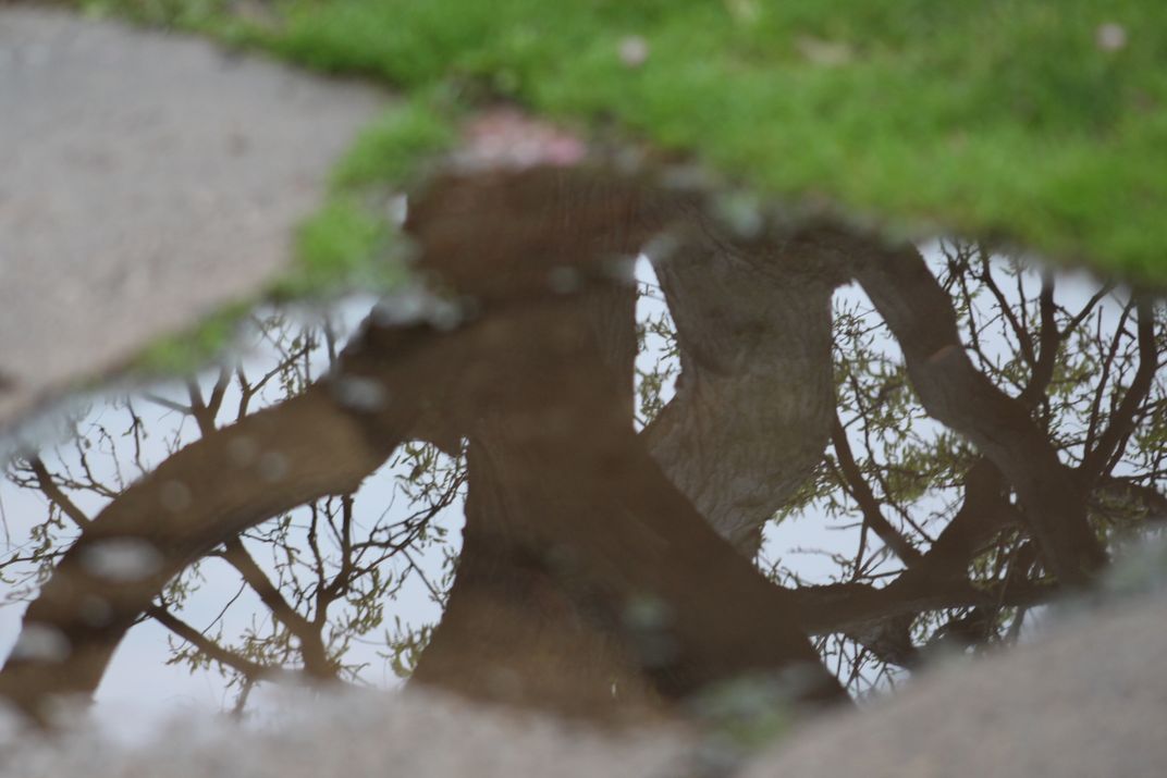 Looking glass | Smithsonian Photo Contest | Smithsonian Magazine