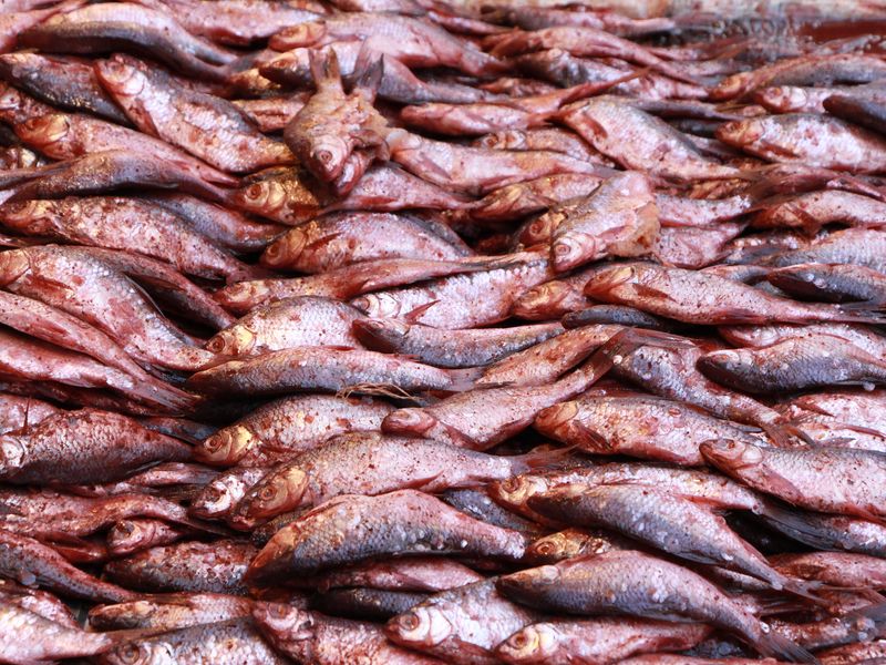 Texture of caught fishes | Smithsonian Photo Contest | Smithsonian Magazine