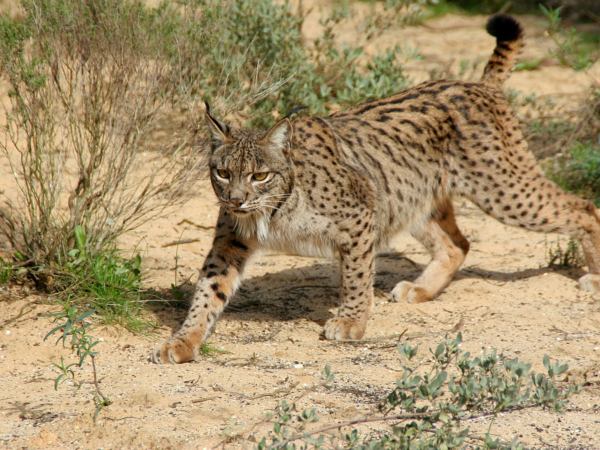 How the Iberian Lynx Bounced Back From the Brink of Extinction