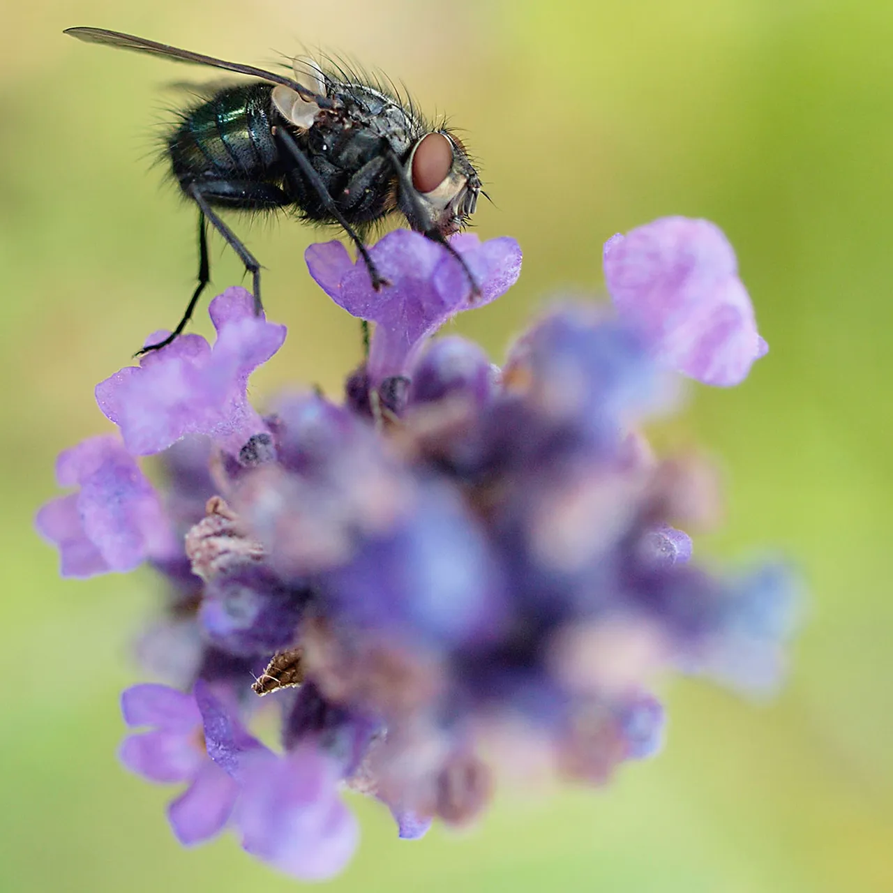 pollen fly