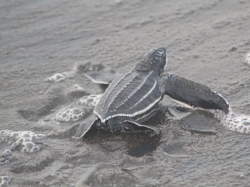 Baby Leatherback Sea Turtle taking on the world | Smithsonian Photo ...