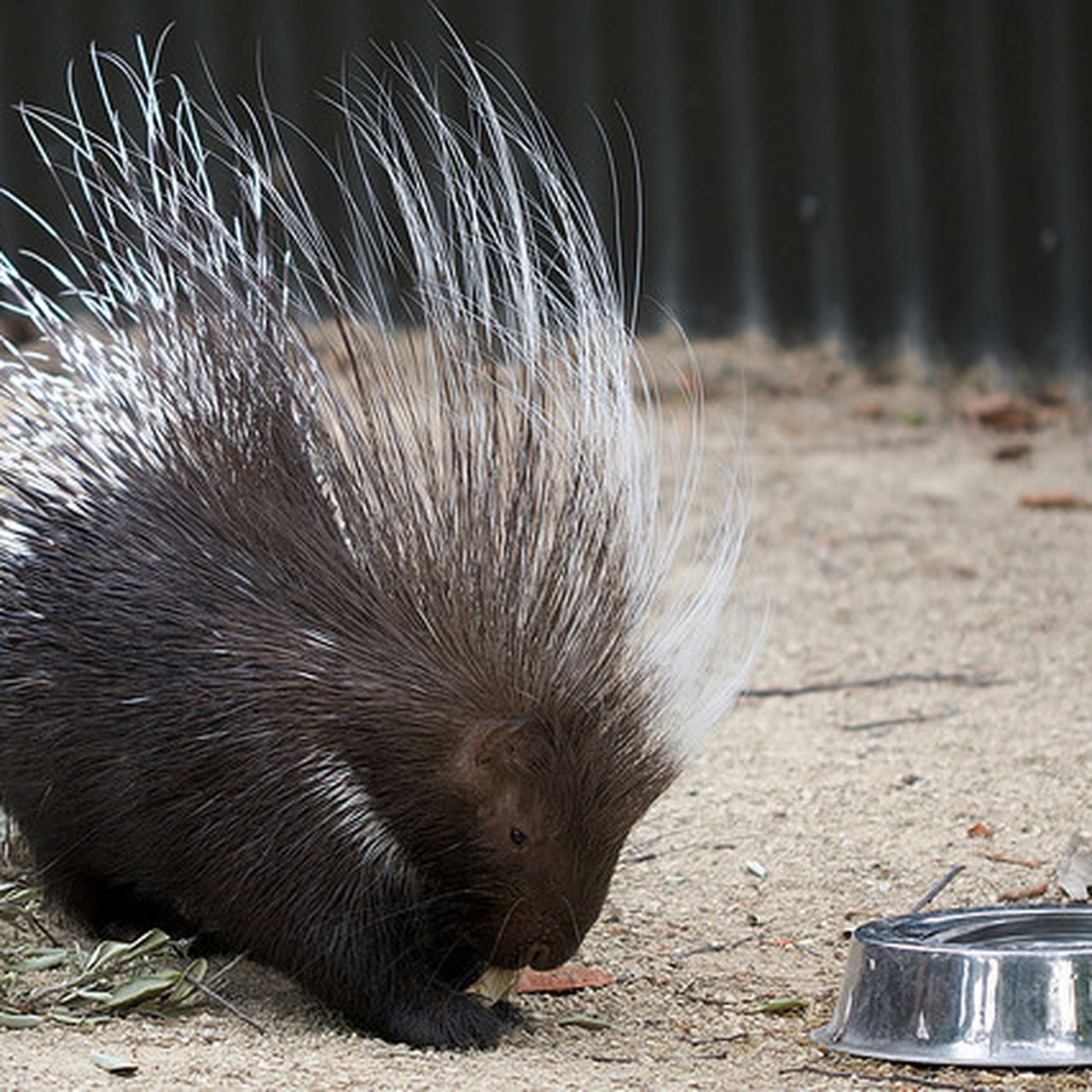 Porcupine Quills In People The Distinct Personalities & Quills You'll