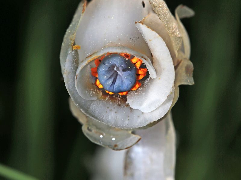 Alien cyclops | Smithsonian Photo Contest | Smithsonian Magazine