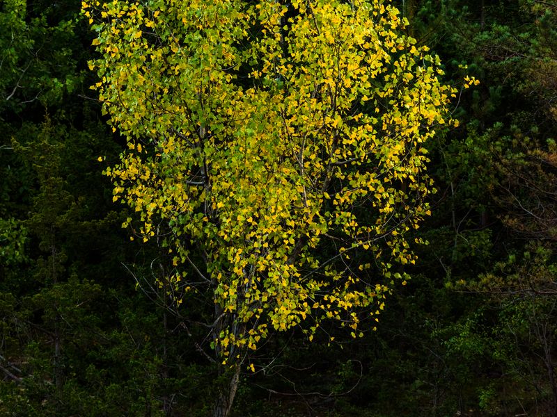Golden Tree | Smithsonian Photo Contest | Smithsonian Magazine