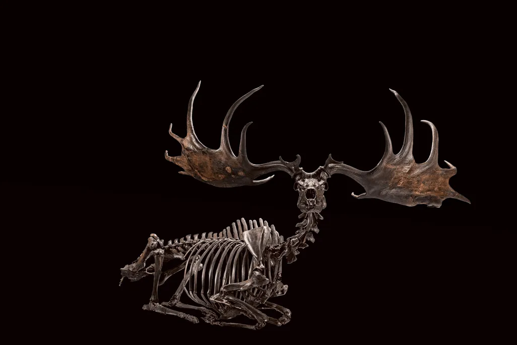 irish elk