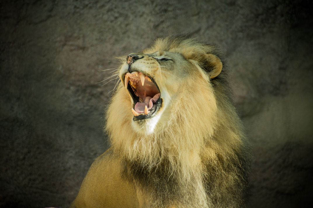 Roar! | Smithsonian Photo Contest | Smithsonian Magazine