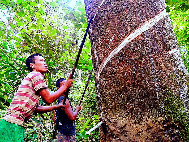 Indigenous people of Bathin Sembilan in Harapan Rainforest, Jambi ...
