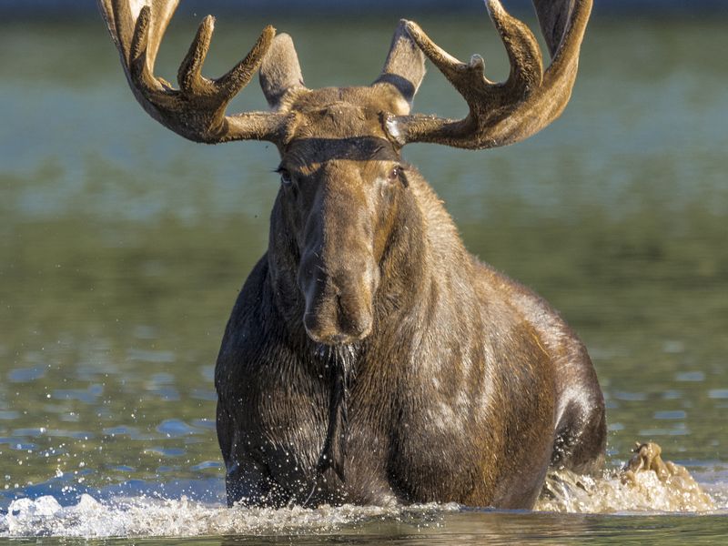 Moose running from a black bear and cub | Smithsonian Photo Contest ...