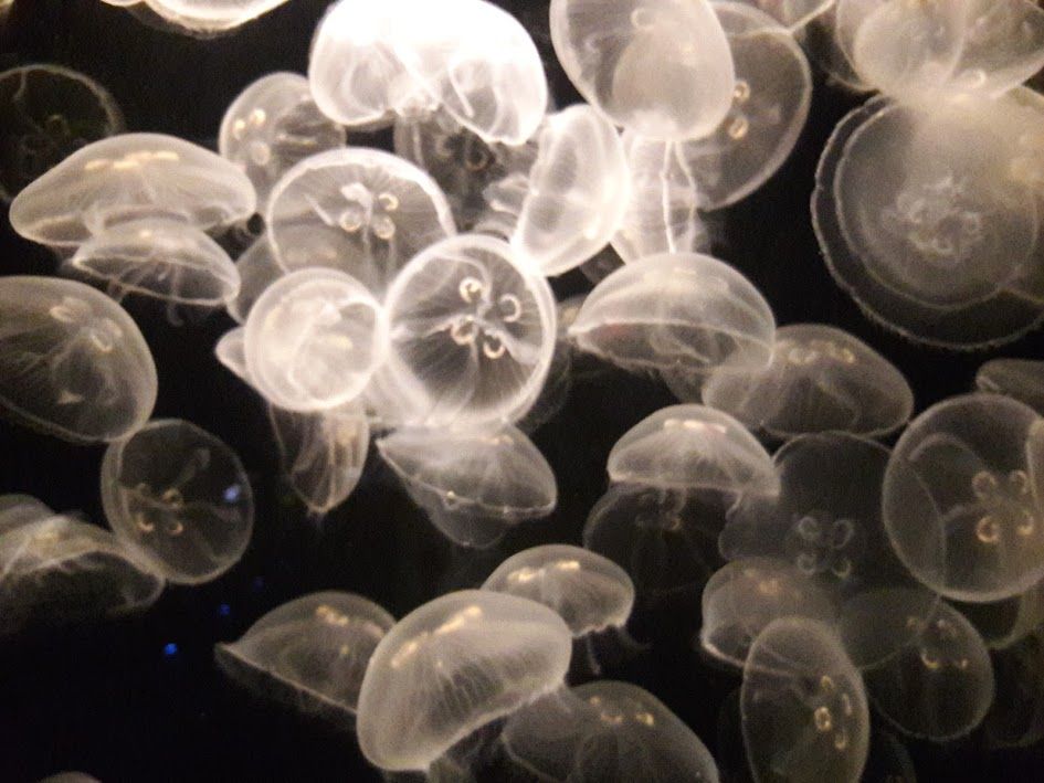 Jellyfish | Smithsonian Photo Contest | Smithsonian Magazine