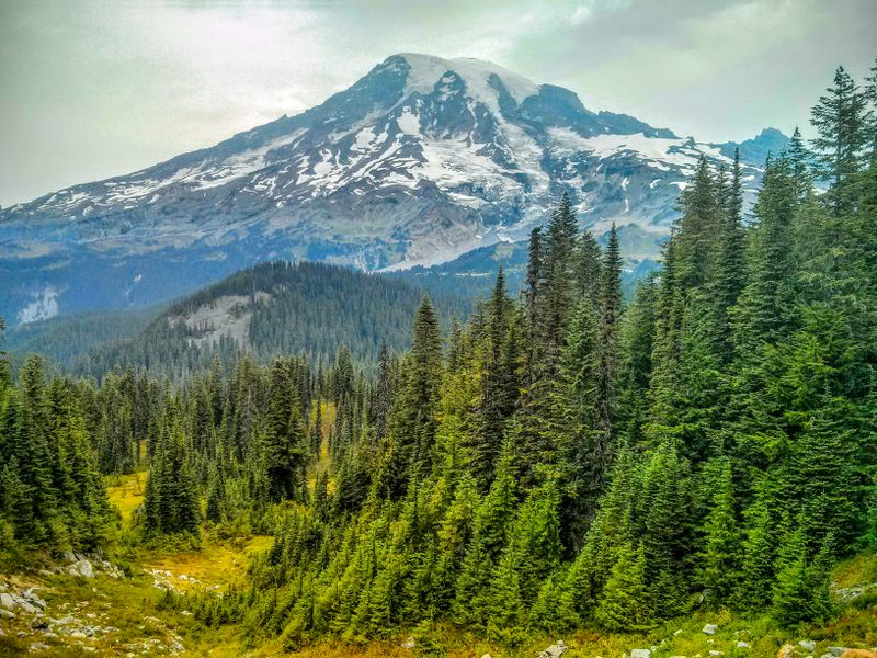 The forest bows to Mount Rainier | Smithsonian Photo Contest ...