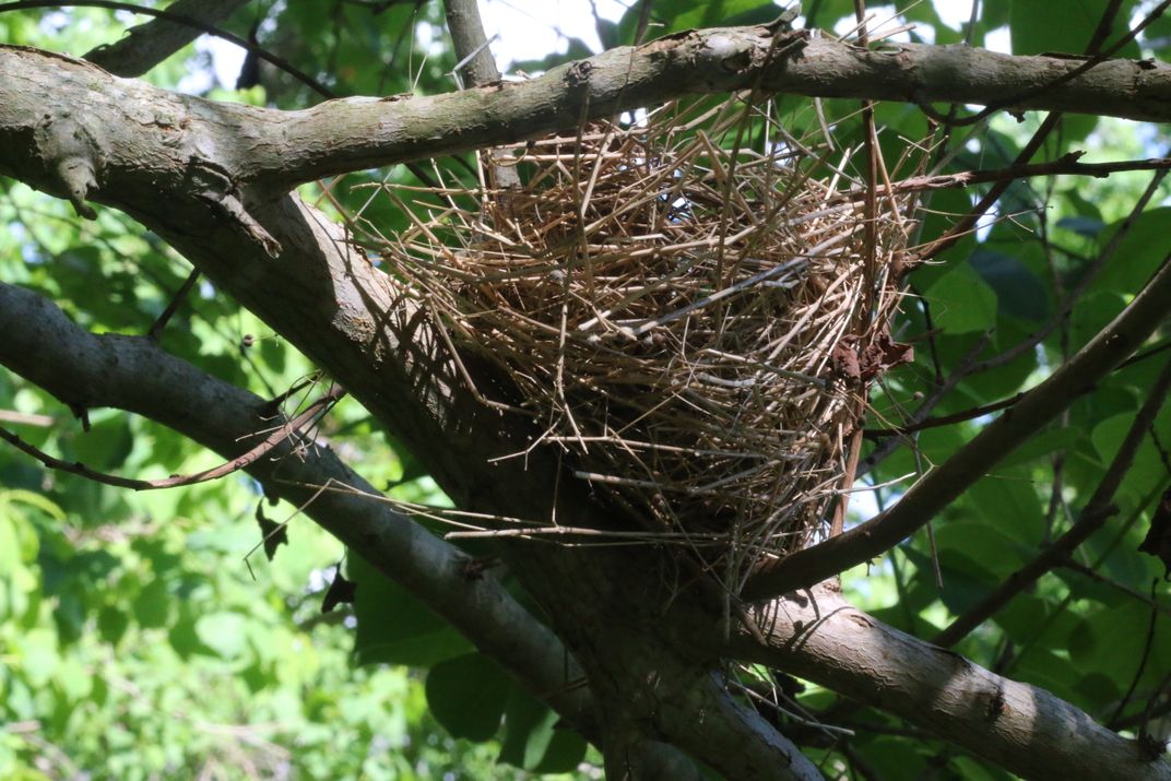 a simple birds nest | Smithsonian Photo Contest | Smithsonian Magazine