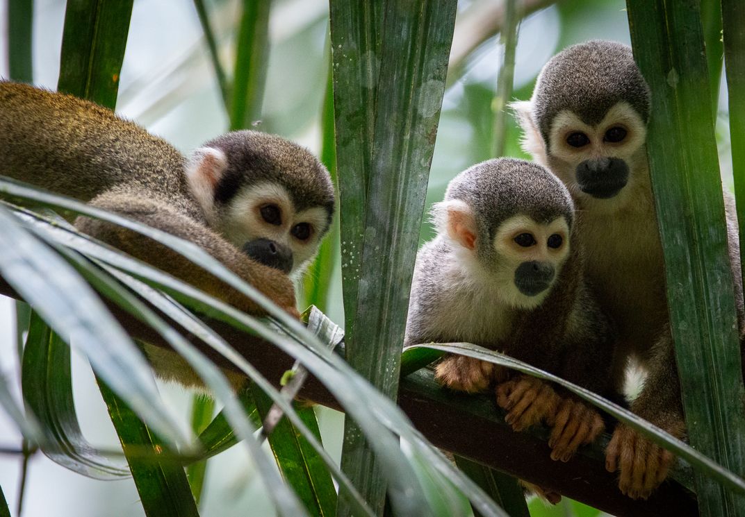 Squirrel Monkeys in the Amazon | Smithsonian Photo Contest ...