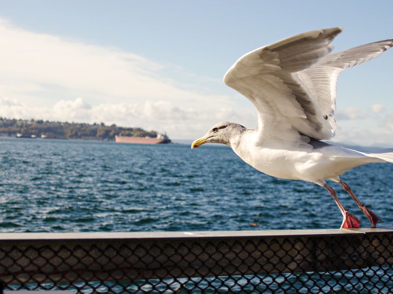 Seagull on Seattle's Pier 62/63 | Smithsonian Photo Contest ...