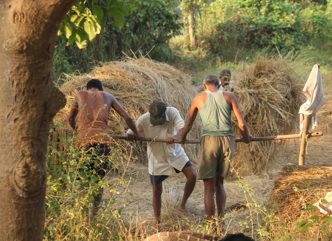 People are working together in the harvest season | Smithsonian Photo ...