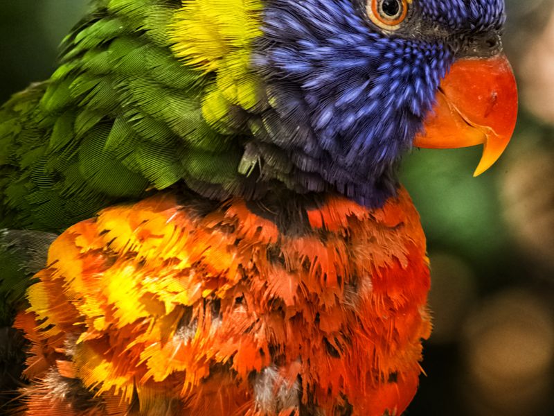 Rainbow Parrot | Smithsonian Photo Contest | Smithsonian Magazine