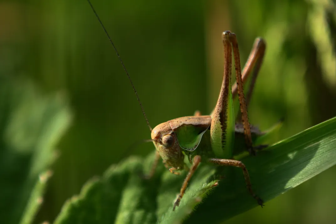 A grasshopper tries his best to hide in a patch of grass in a vineyard ...